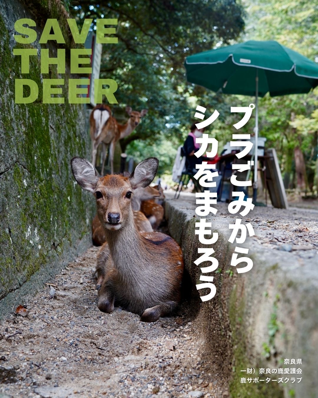 \SAVE THE DEER／〜プラごみからシカをまもろう④〜 – 一般財団法人奈良の鹿愛護会ブログ｜イベント情報と日々のこと